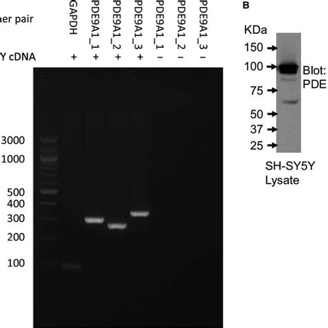 Pde9 Expression In Sh Sy5y Cells A Rt Pcr Of Sh Sy5y Rna Using