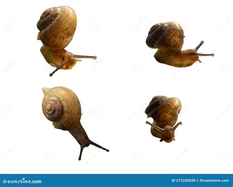 Snail With Coiled Shell Different Views Set Isolated On White Stock Image Image Of Terrestial