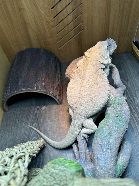 Gravid Female Eggs Not Developing How Long Is Safe To Wait Before