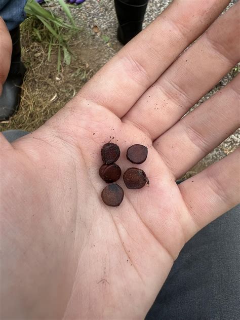 Flat Brown Seeds Found In My Rose Garden Gardening
