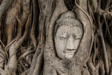 Premium Photo Buddha Head In Banyan Tree