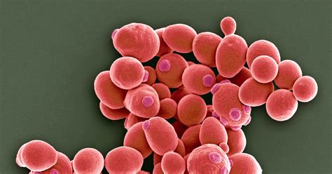Biochemists Are Turning Genetically Modified Yeast Into Perfume And