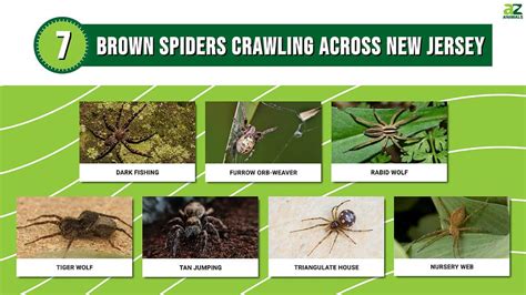 Green Poisonous Spider Discover 7 Brown Spiders Crawling Across New