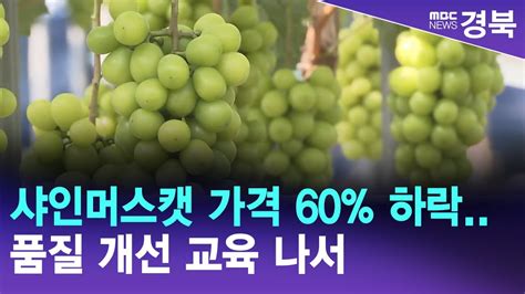 샤인머스캣 가격 60 하락품질 개선 교육 나서 안동mbc Youtube