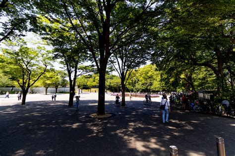 ハリポタランド開園間近。練馬城址公園は昔の「豊島園」の面影があって実に良いけれど、夏は犬を連れて行ってはダメ！ ぽちろぐ