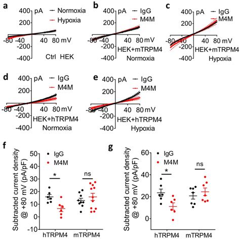 Electrophysiological Characterization Of M M A The Current Voltage Download Scientific