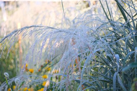 Panicum Amarum Bitter Switchgrass The Old Dairy Nursery And Gardens