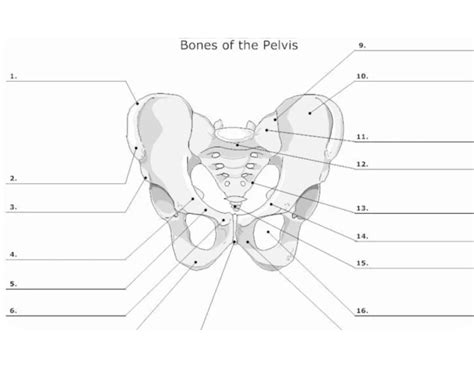 Pelvic Girdle Anatomy And Physiology Quiz