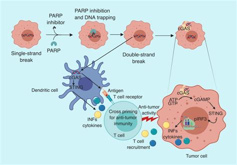 Global Parp Inhibitor Market Projected To Surge Usd 1615350 Million