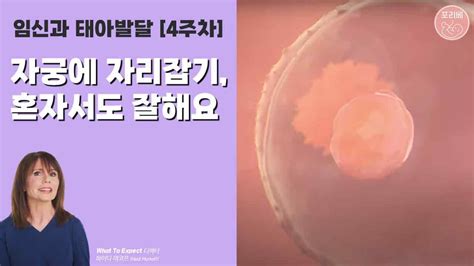 임신과 태아발달 시리즈 4 자궁에 자리잡기 혼자서도 잘해요 임신4주차 Youtube