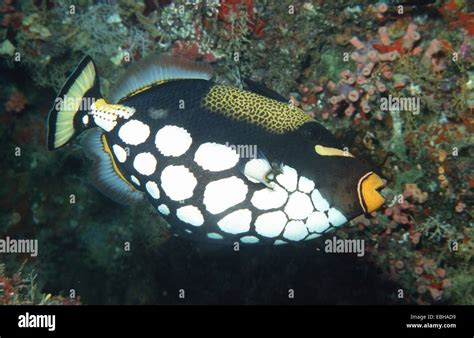 Big Spotted Triggerfish Clown Triggerfish Balistoides Conspicillum