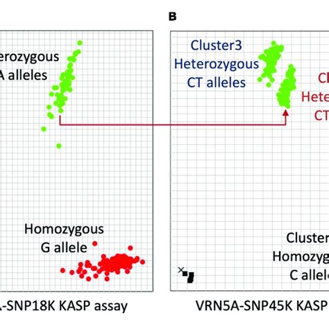 Two Genotyping Plots Of Kasp Assays Used For Identifying The Copy