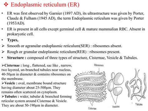 Cytoplasm And Cell Organelles By Manoj Dhital Msc Medical Microbiology