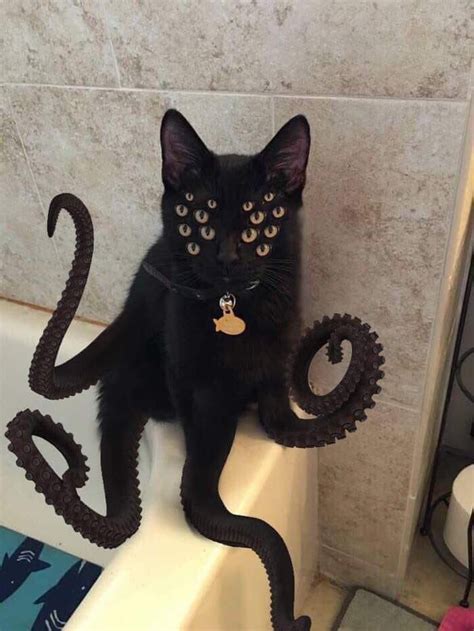 Octo Pussy Cat Also Known As Octo Cat In Ntsc And Pal Regions Due To