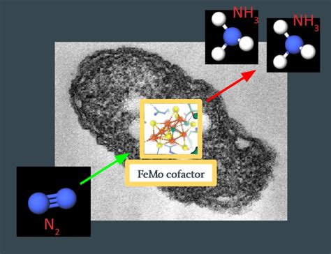 Applying The Variational Quantum Eigensolver To The Femo Cofactor Of