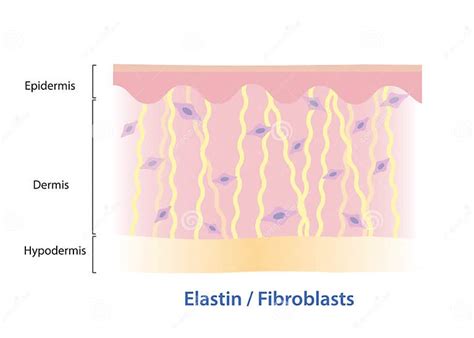 Clasificacion De La Elastina Proteínas Estructura Función Y