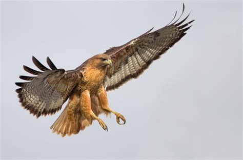 6 Species Of Hawk In Georgia Inc Awesome Photos