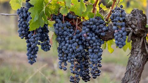 Wine Folly Cabernet Franc At Daryl Pulver Blog
