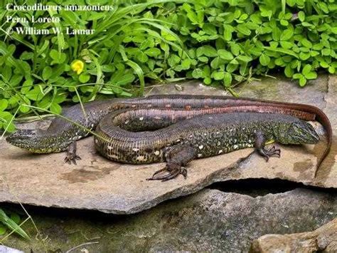 Crocodile Tegu Care Size Diet And Habitat Vital Frog