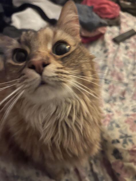 Get Yourself Someone That Looks At You The Way Button Looks At My