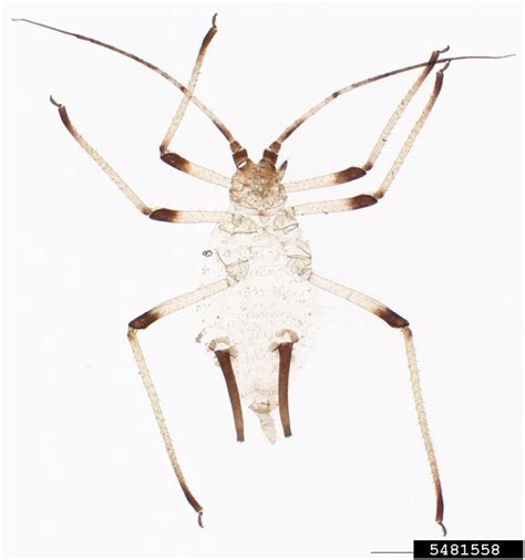 Rose Aphid Macrosiphum Rosae Linnaeus 1758