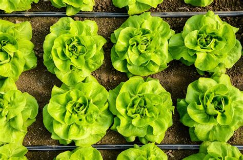 What Is Lettuce Its Benefits And History