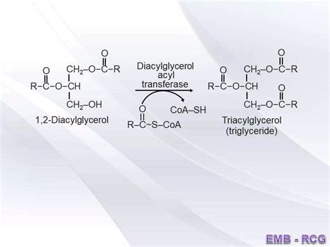 Metabolism Of Triglycerides Pptx