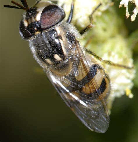 Copestylum Copestylum Marginatum Bugguidenet