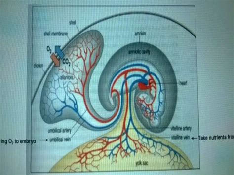 Extra Embryonic Membranes Ppt
