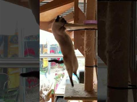 Boom Unsere Geile Katze Shorts YouTube