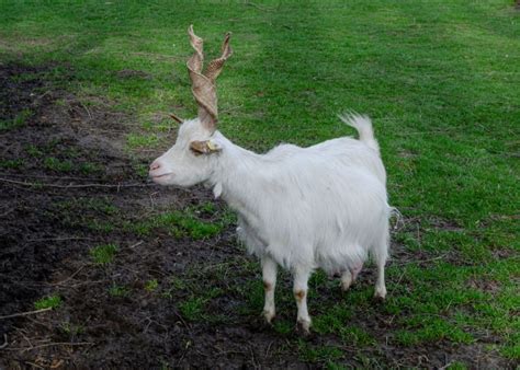 Girgentana Goat
