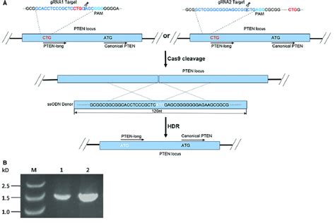 Development Of Crisprcas9 Vector Construct And The Experimental