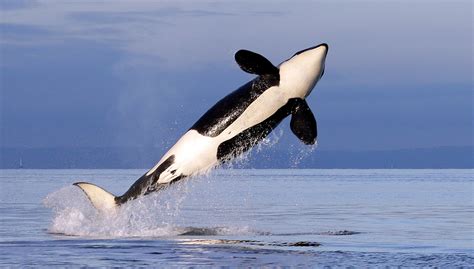 Endangered Orcas Get New Protection From Us Government Seattle Oceana