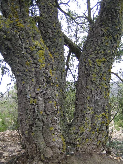Quercus Suber