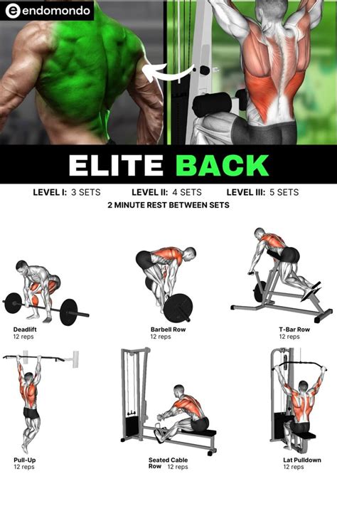 Achieve An Elite Back Top Back Exercises For Definition Back And
