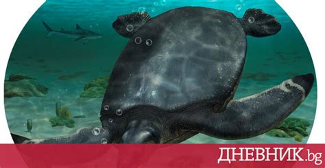 Енигматична костенурка левиатан колкото кола е открита в Испания