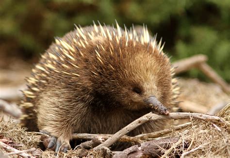 The Creature Feature Fun Facts About The Echidna Wired