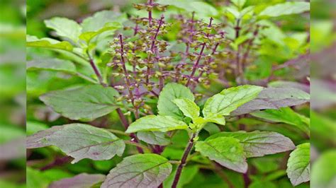 Tulsi Tips तुळशीची पानं तोडताना अनेकजण करतात या चुका कौटुंबिक