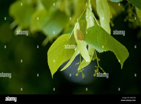 Lime Tree Tilia Platyphyllos Branches Fotos Und Bildmaterial In Hoher