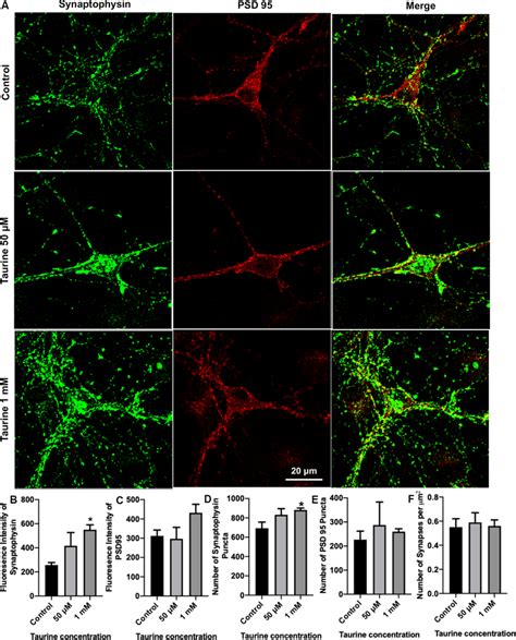 Taurine Enhances The Expression Of Presynaptic Protein And Presynaptic
