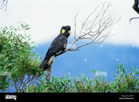 Yellow Tailed Black Cockatoo Calyptorhynchus Funereus Photographed In