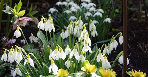 Gardens To Visit As Snowdrop Festival Comes To Leicestershire This
