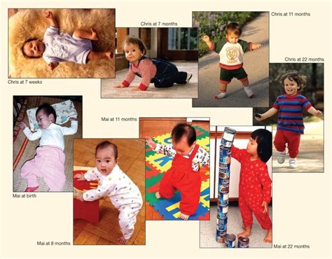 Chapter Physical Development Diagram Quizlet