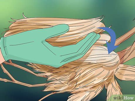 How To Help A Nesting Bird 9 Steps With Pictures WikiHow Pet