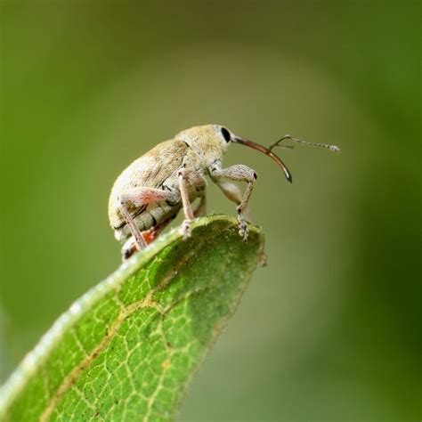 Insect Insights A Bi Weekly Buford Blog By Karen Richards Mount