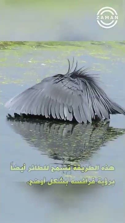 الطائر الحزين لماذا سُميّ بهذا الاسم ولماذا يمتلك أغرب طريقة في صيد