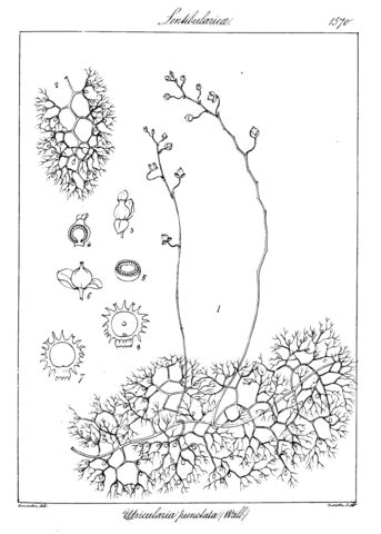 Coloring Pages Of Bladderworts Plants 2025