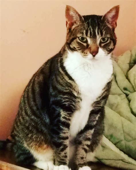 Nala My Happy But Grumpy Faced Kitty Album On Imgur