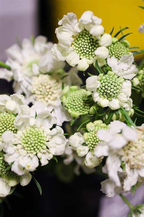 Faq Diy Flower Mart Orlando Fl