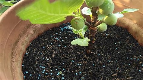 CARA AGAR POHON TIN CEPAT BERBUAH - YouTube